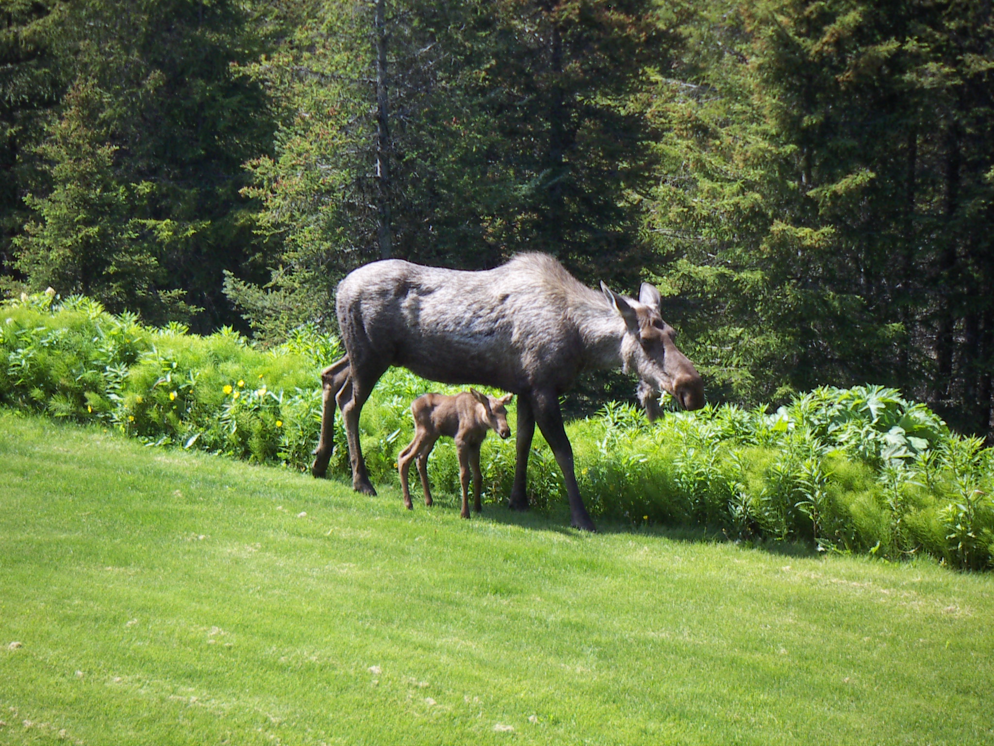 Shady Acres – in Homer, Alaska